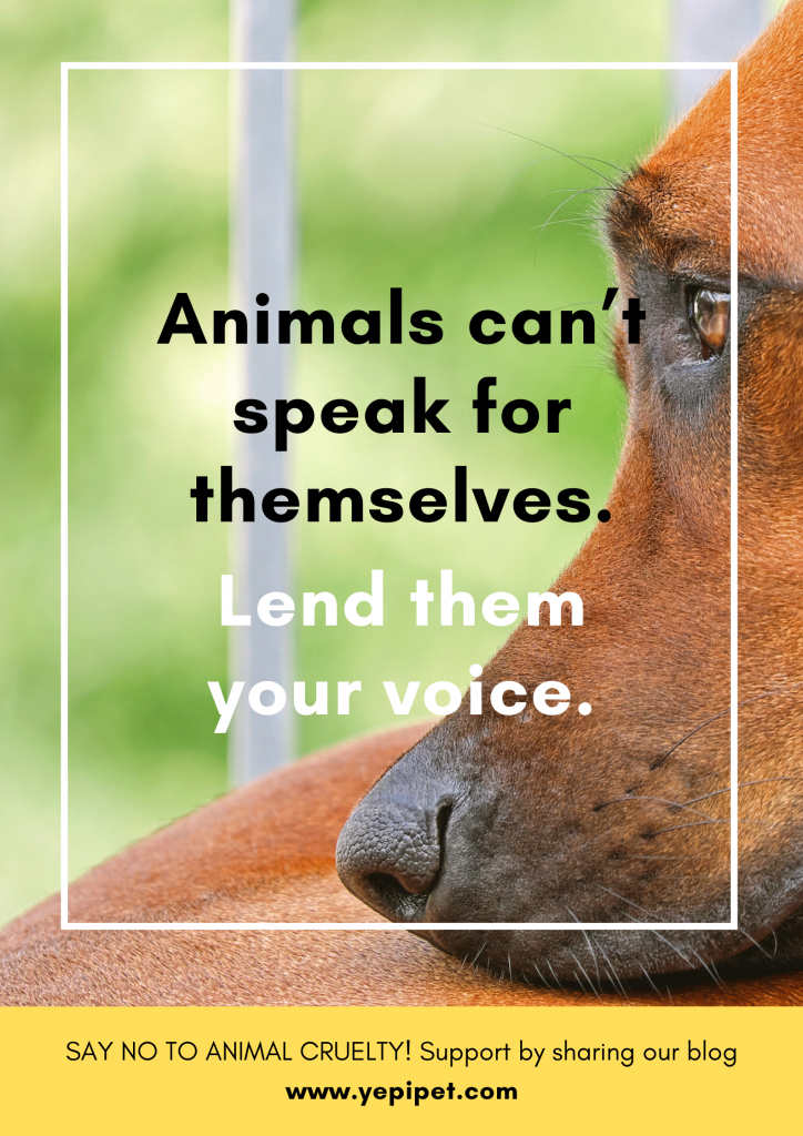 Say NO to Animal Cruelty - YepiPet: Your Key to Smart Pet Care