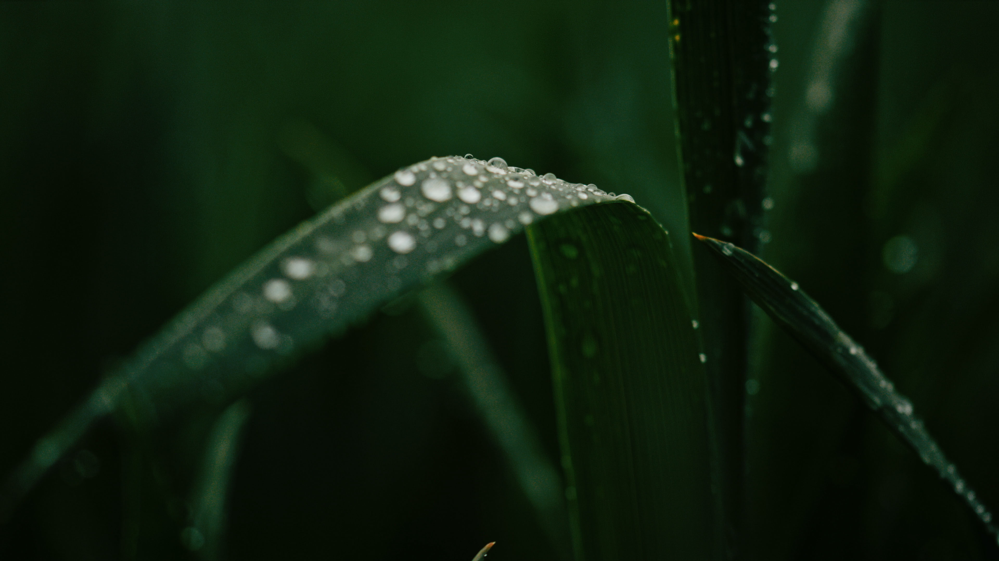 Yoke - IUCN Restoration Barometer