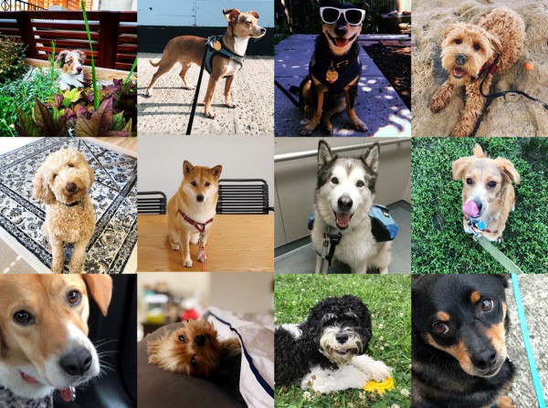 How dogs increase productivity and happiness in the workplace