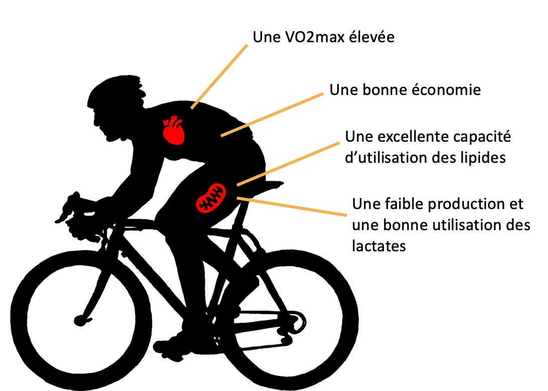 Le profil physiologique idéal du cycliste ultra distance