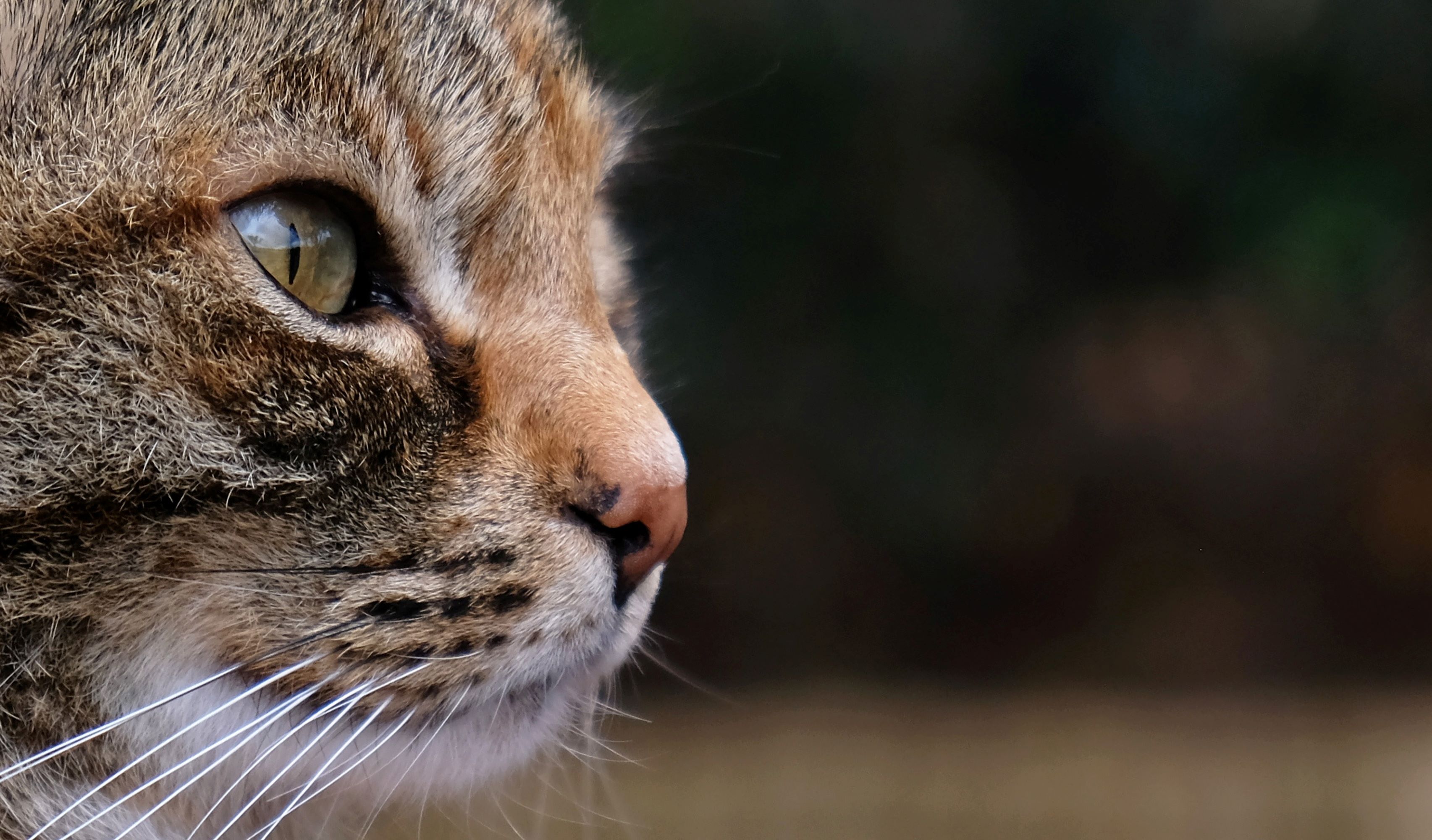 Acne felina: saiba tudo sobre o tratamento no blog Guia Vet