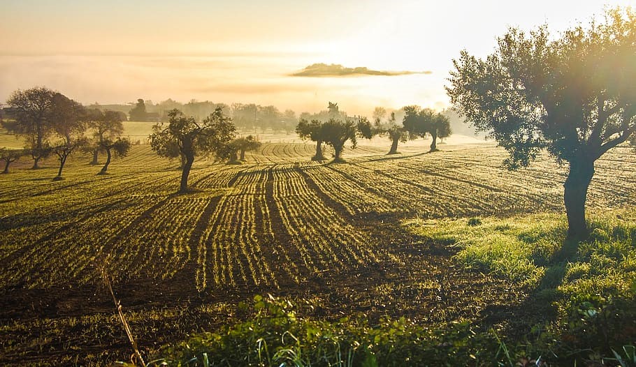 Trillion tree movement around the world; our role as Citizens