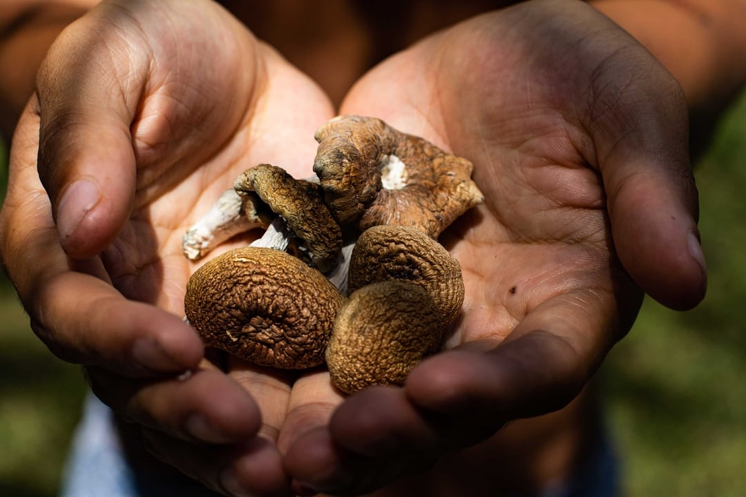 About Mushroom Tao | Who We Are | What We Do