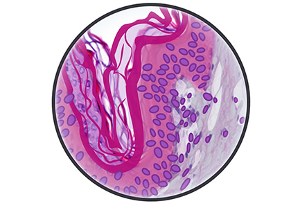 LearnSci LabSim: Haematoxylin & Eosin (H&E) Stain