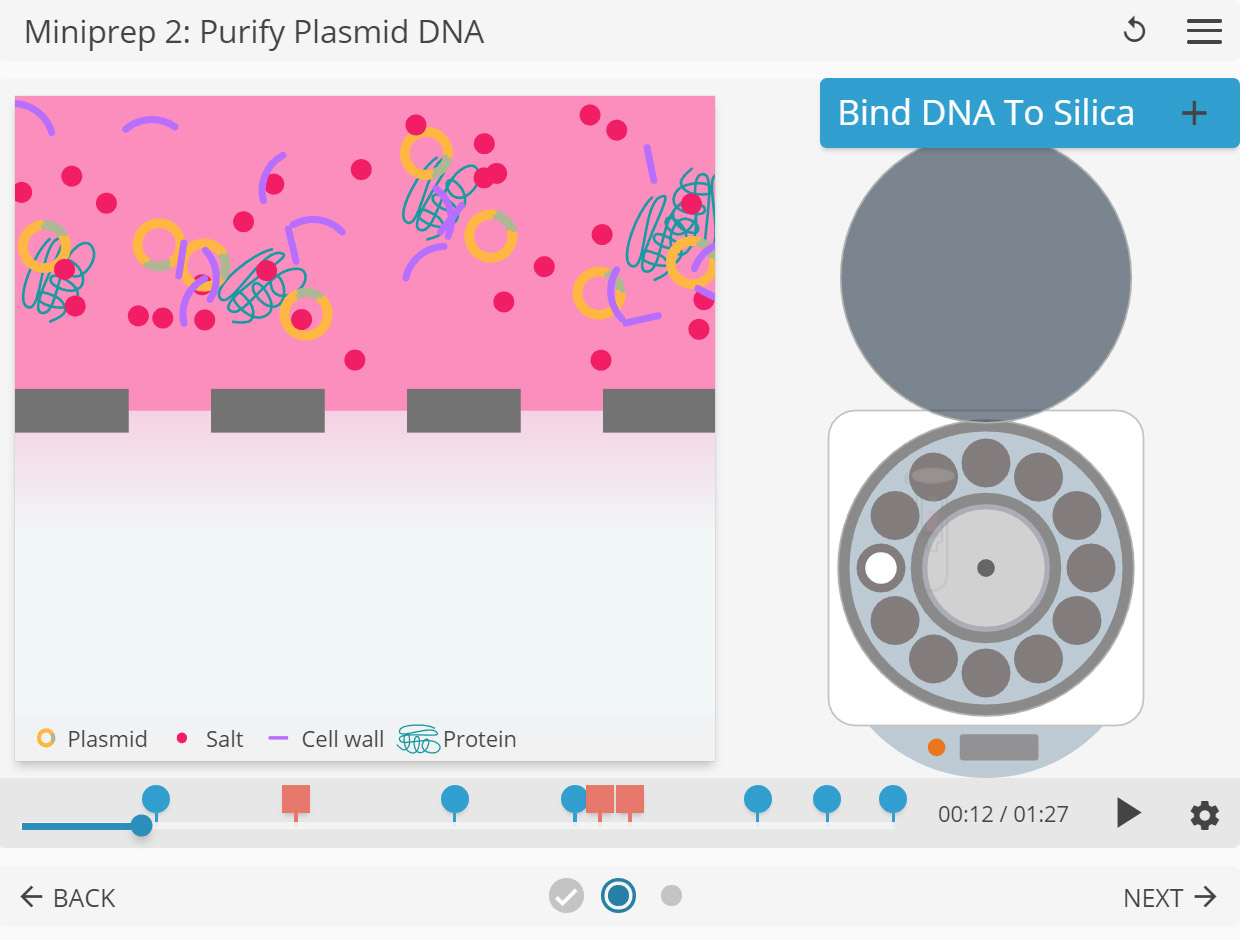 LearnSci LabSim: Miniprep 2: Purify Plasmid DNA