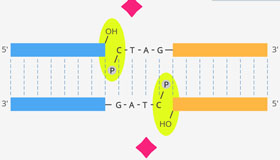 LearnSci LabSim: Plasmid Ligation