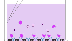LearnSci LabSim: Sandwich ELISA