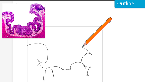 LearnSci LabSim: Scientific Drawing: Low Power Micrograph