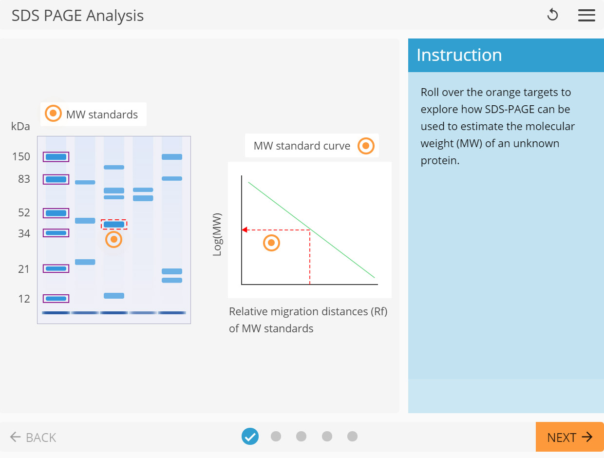 LearnSci LabSim: SDS-PAGE Analysis