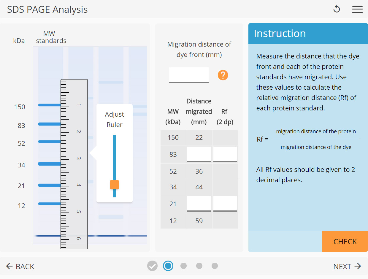 LearnSci LabSim: SDS-PAGE Analysis