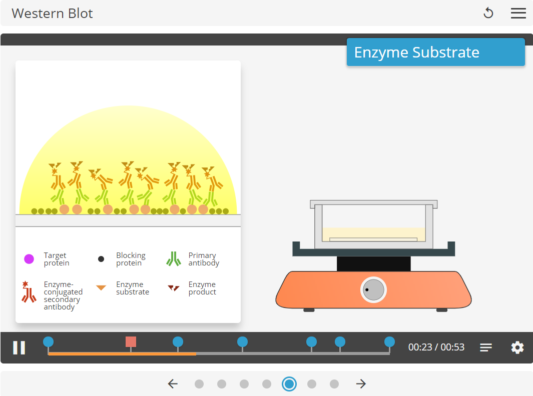LearnSci LabSim: Western Blot