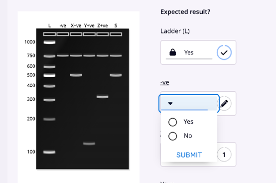 LearnSci Smart Worksheet: Agarose gel: analytical foundations