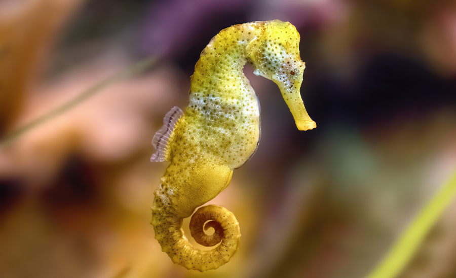 Get to know the Southern Knight Seahorse