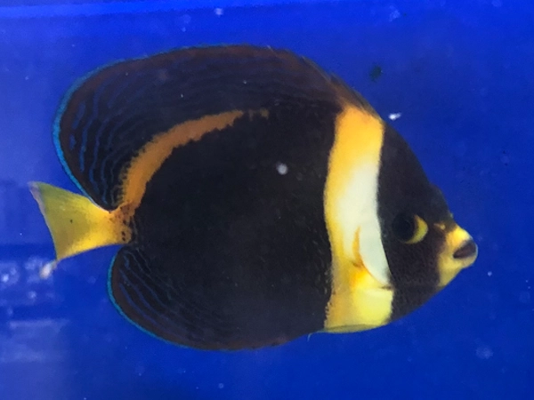 Meet Scribbled Angel Fish Female - Fish - Brontosaurus