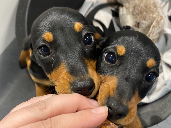 Meet Scribbled Angel Fish Female - Fish - Brontosaurus