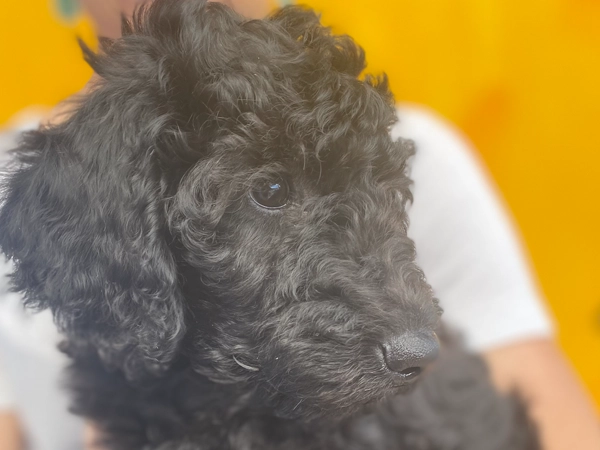 Pets Available - Brontosaurus Coffs Harbour