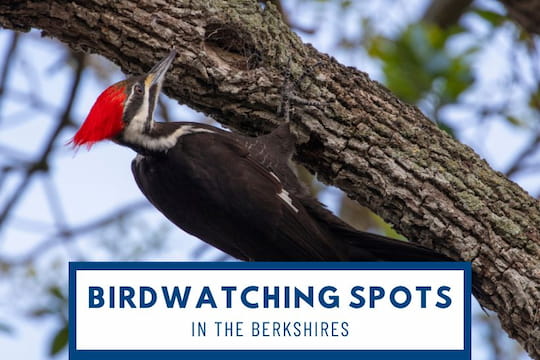 Birdwatching Spots in The Berkshires