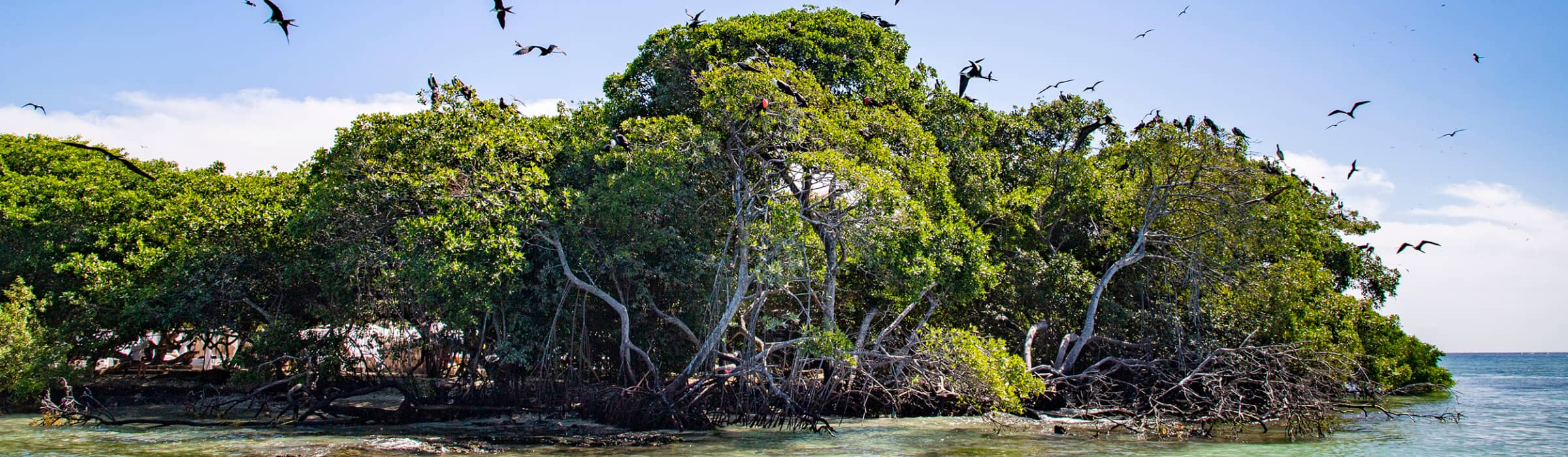 The lifespan of mangrove trees in the Amazon | SKOOT