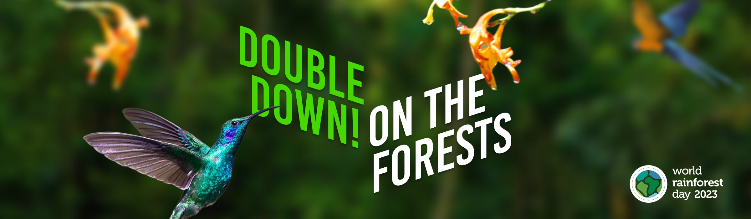 Double-Down on the forests for World Rainforest Day 2023 | SKOOT
