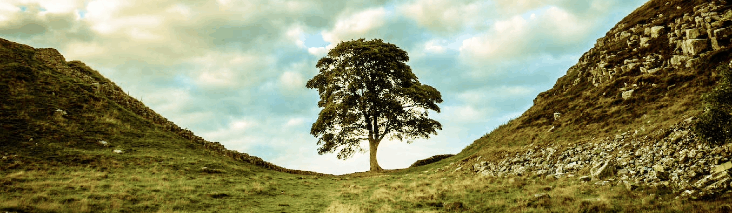 How the nation mourned the loss or Sycamore Gap & celebrated Tree ...