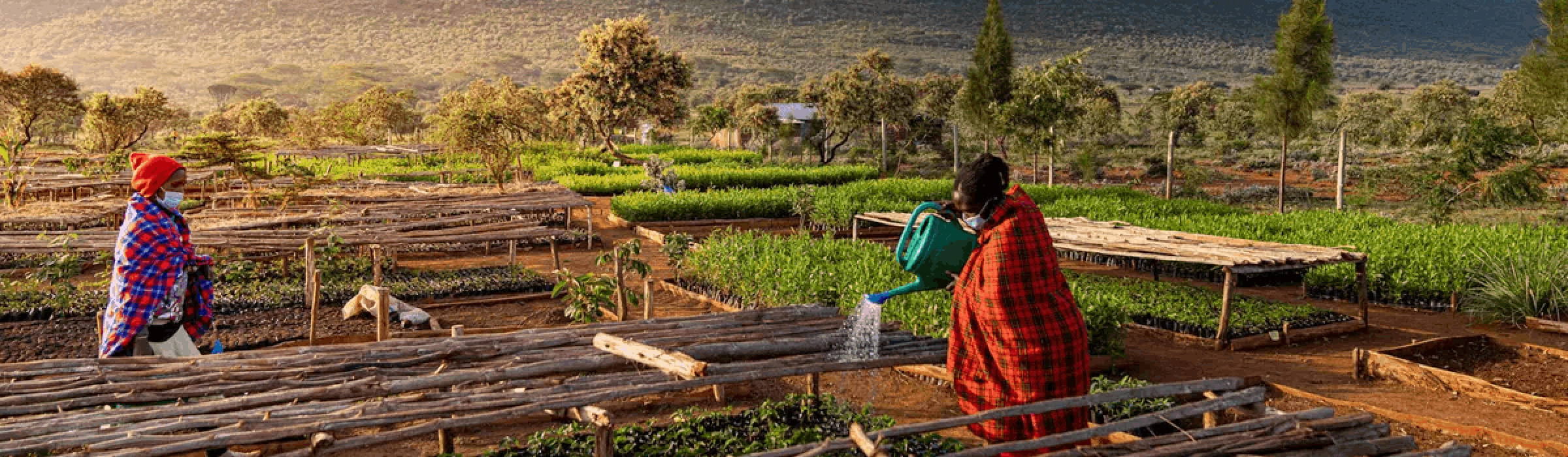 Kenya's green holiday | SKOOT