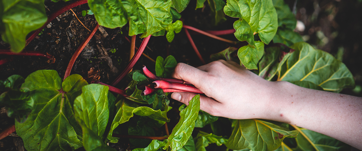 The Blood Sugar Benefits of Swiss Chard