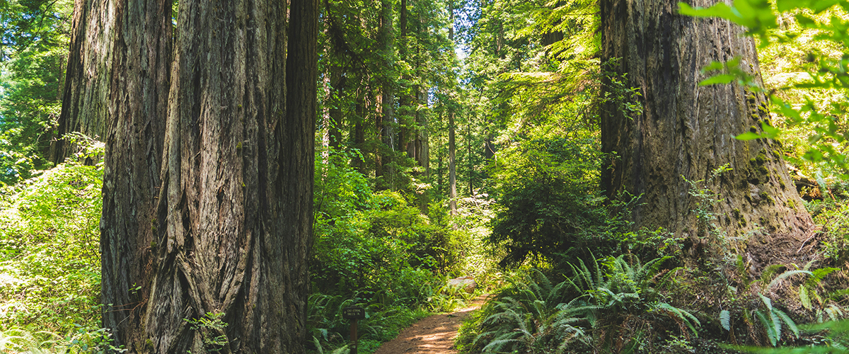 Free Alternatives to the Expensive, Crowded Parks