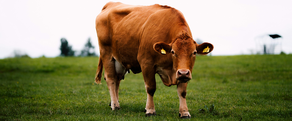 Engineered Cow Makes Human Insulin in Milk