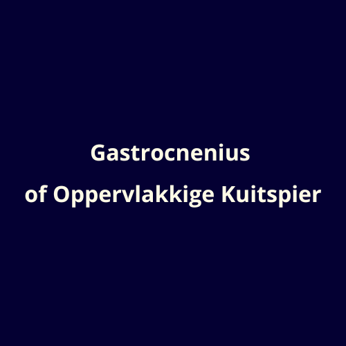 RBM Exclusive | Gastrocnemius of Oppervlakkige Kuitspier