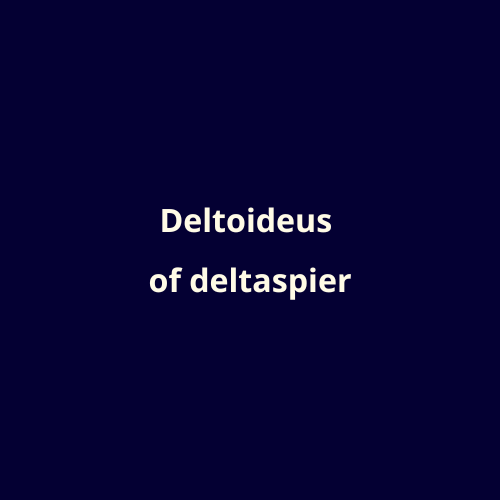 RBM Exclusive | Deltoideus of deltaspier