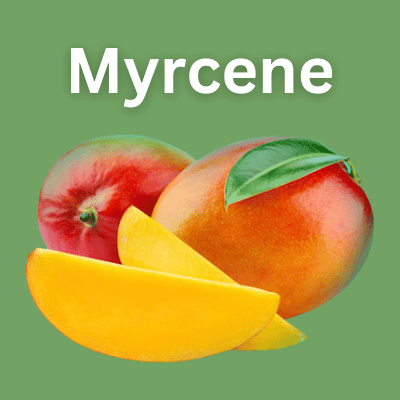 Myrcene Terpene - Benefits & Results | Atrium