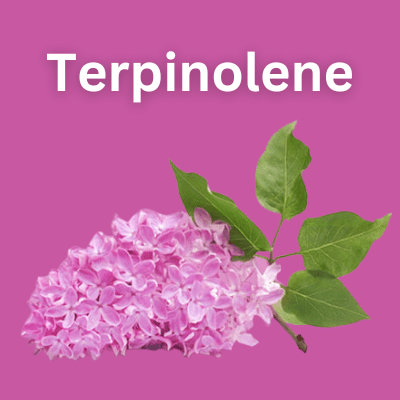 Terpinolene Terpene - Benefits & Results | Atrium