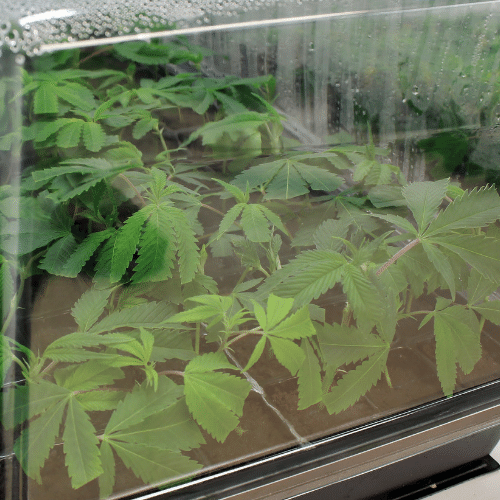Clone | Cannabis Cultivation Glossary - Atrium Dispensary