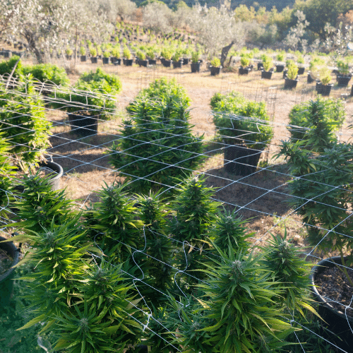 Sun-grown | Cannabis Cultivation Glossary - Atrium Dispensary