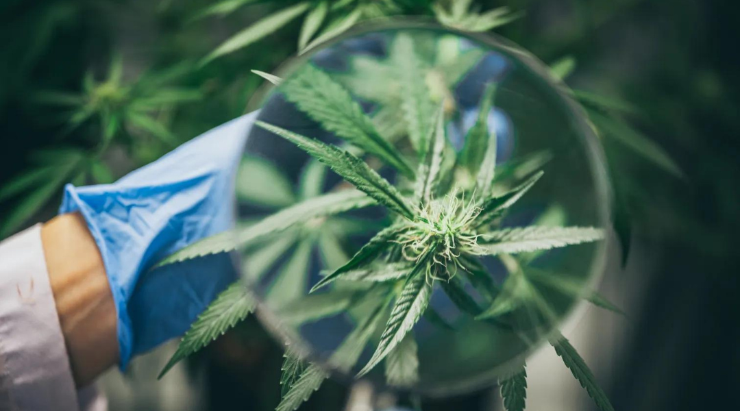 Clone | Cannabis Cultivation Glossary - Atrium Dispensary