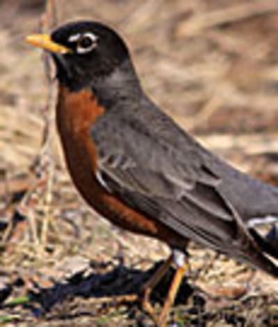 Bird Guide - Cornell