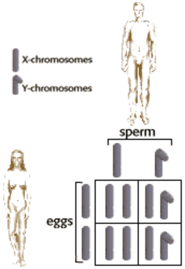 The Biology Project: Human Biology - University of Arizona