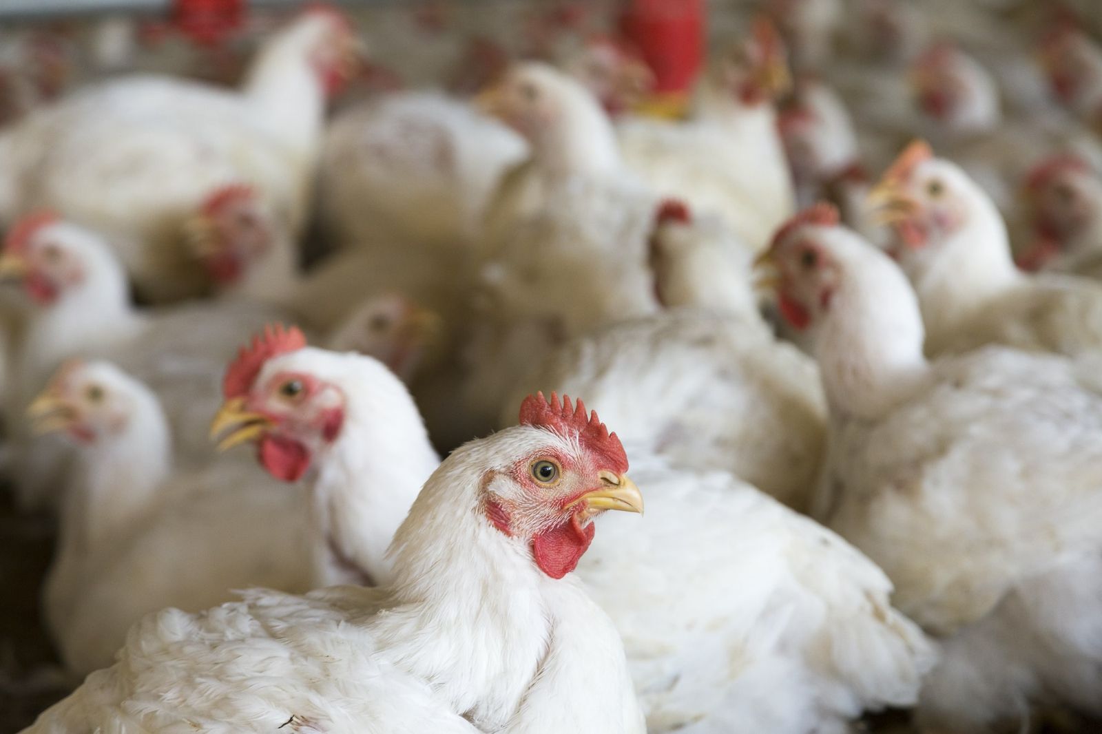 Home – BAADER Food Processing Machinery