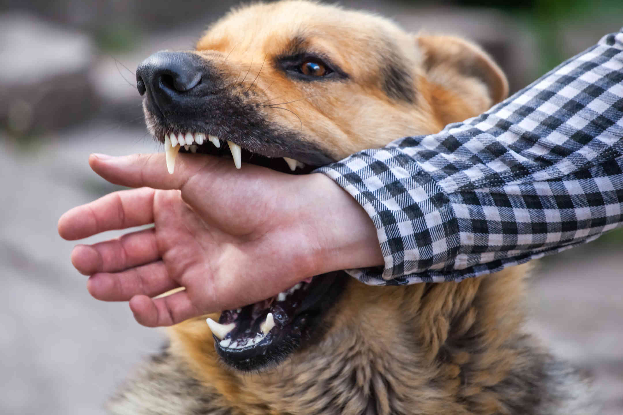 Dog Bites On the Rise in California
