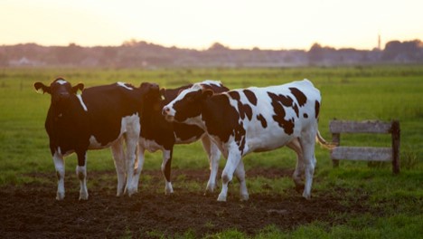 How to reduce methane emissions from cows and other farm animals