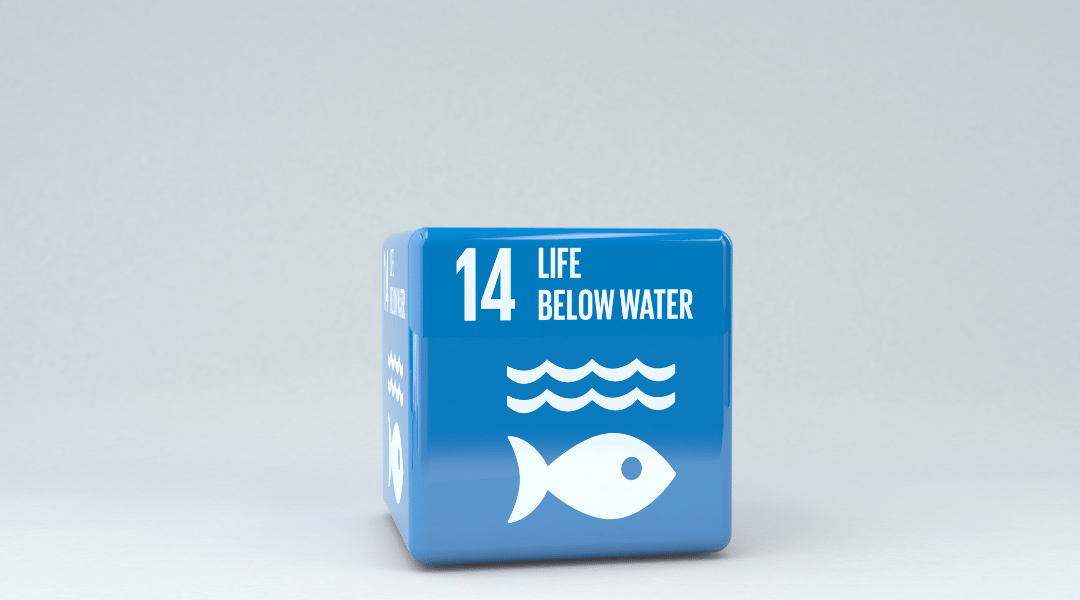 SDG可持續發展目標14：水下生物｜世界海洋日 World Ocean Day｜社職 Social Career BLOG