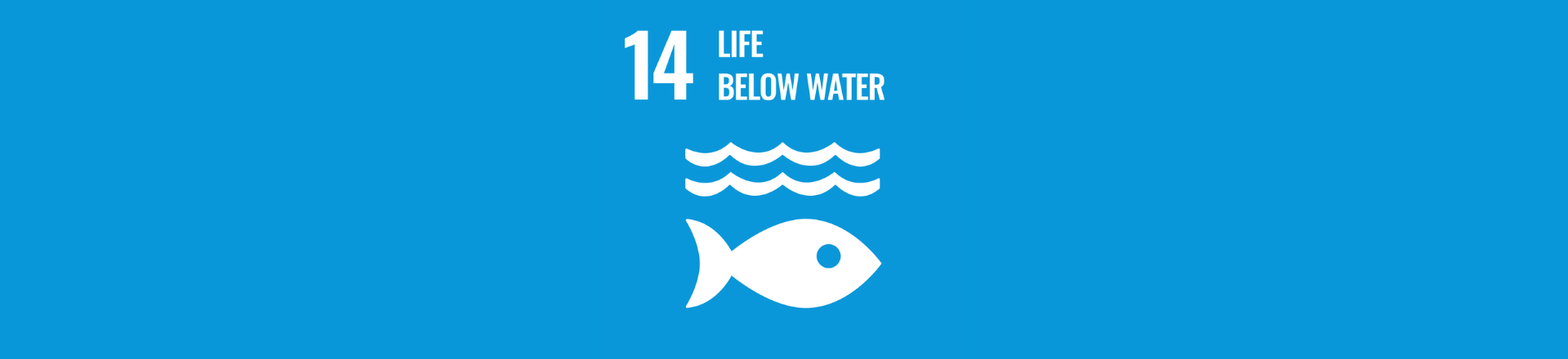 SDG可持續發展目標14：水下生物｜世界海洋日 World Ocean Day｜社職 Social Career BLOG
