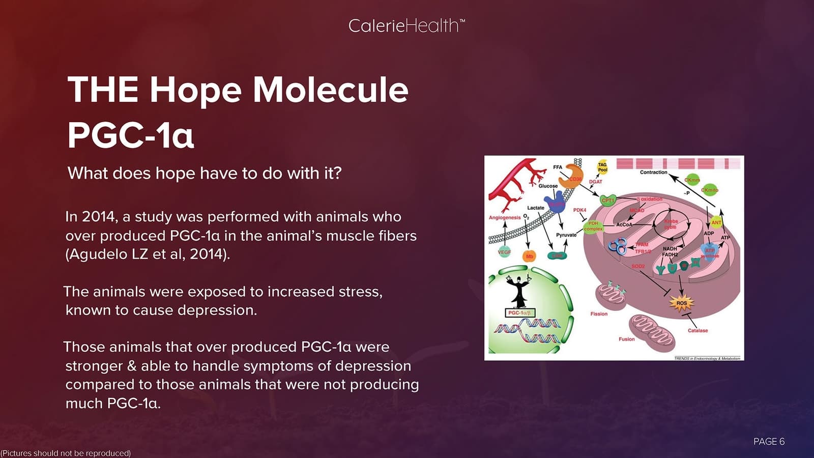 CalerieLife™ Official