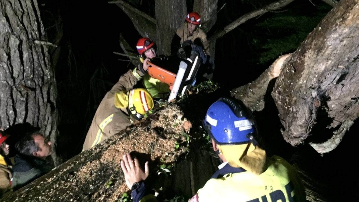 Man felling tree with chainsaw rescued after getting trapped by falling ...