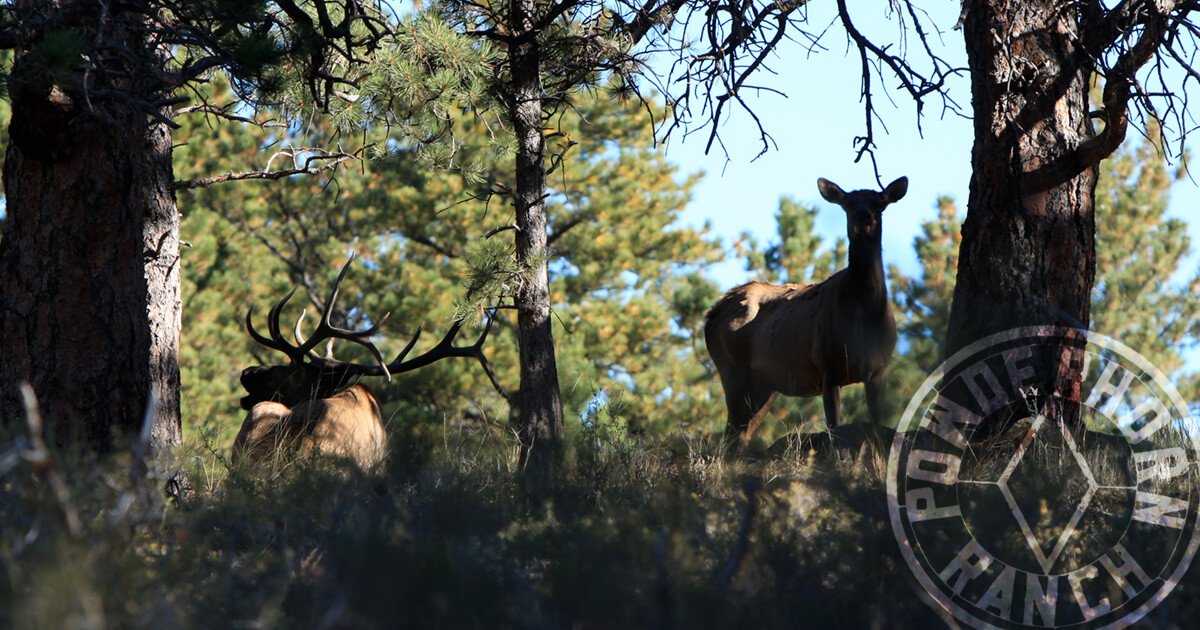 Wildlife at the Powderhorn Ranch | Douglas, Wyoming