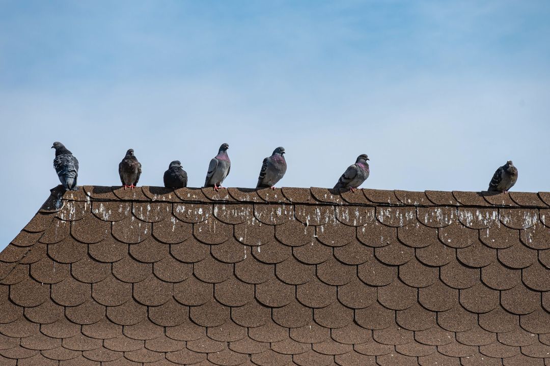How Animals Can Damage Roofing | Cloud Roofing
