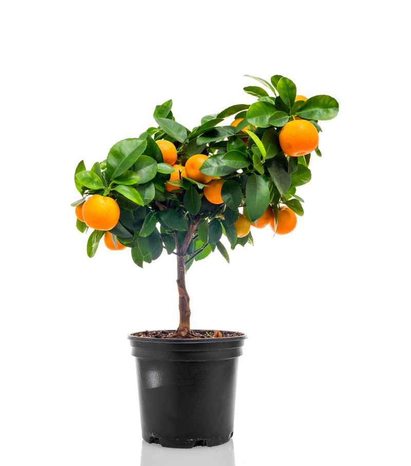 Orange Tree - Derek Garden Centre Malta
