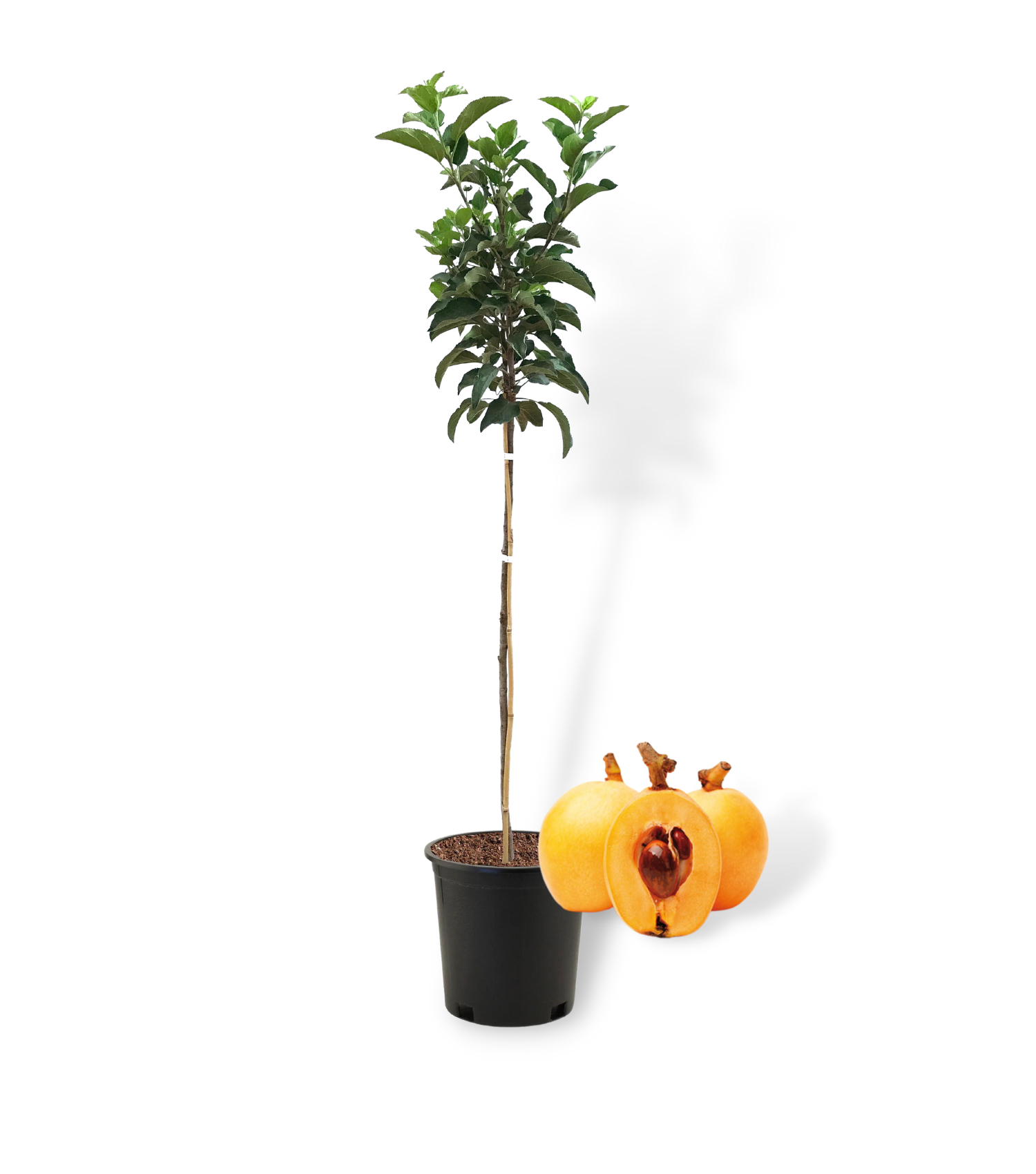 Loquat (Naspli) Nespolo Tree - Derek Garden Centre Malta