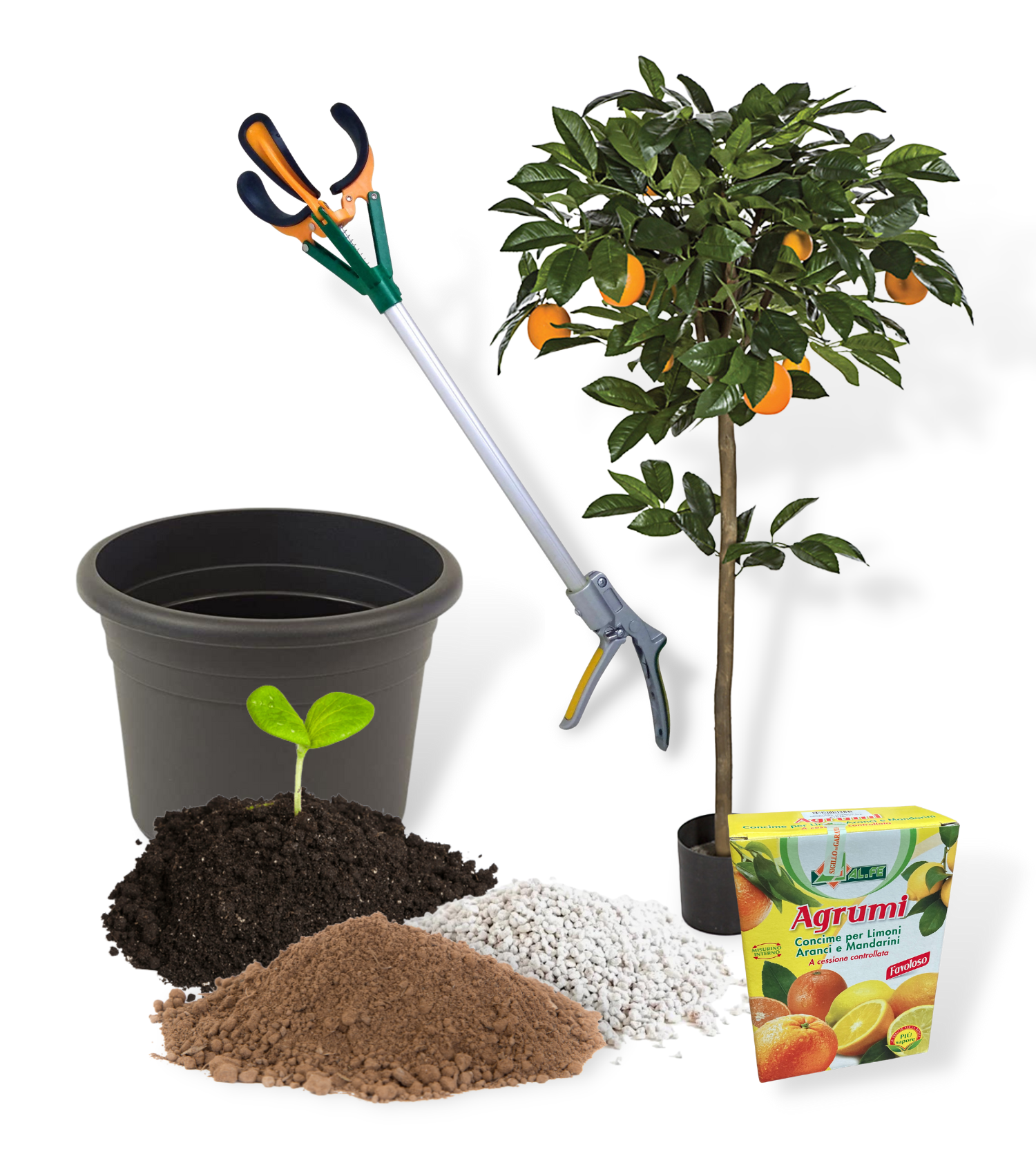 Orange Tree Package - Derek Garden Centre Malta