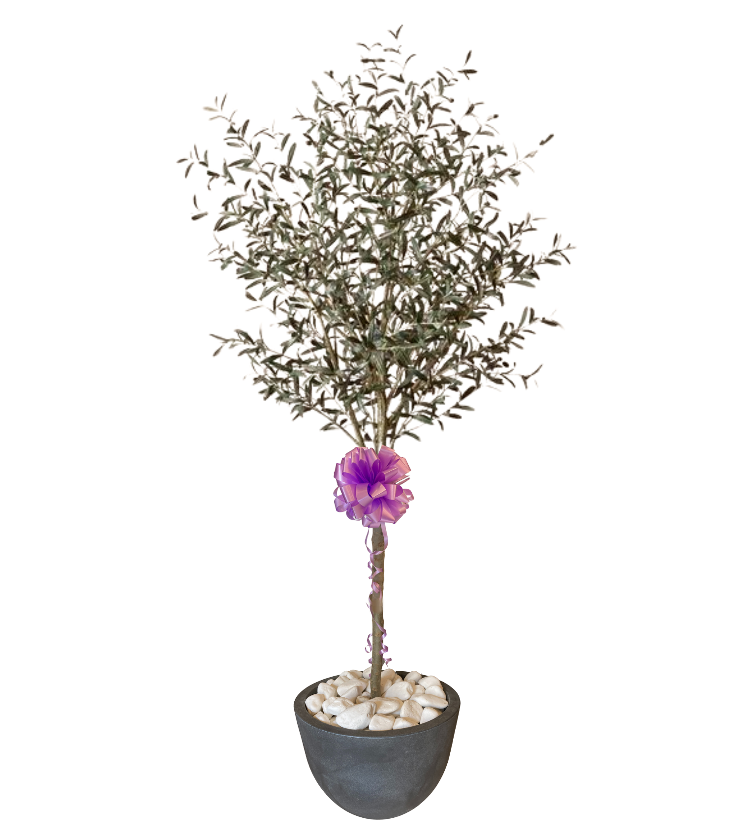 Olive Tree Gift Ready - Derek Garden Centre Malta